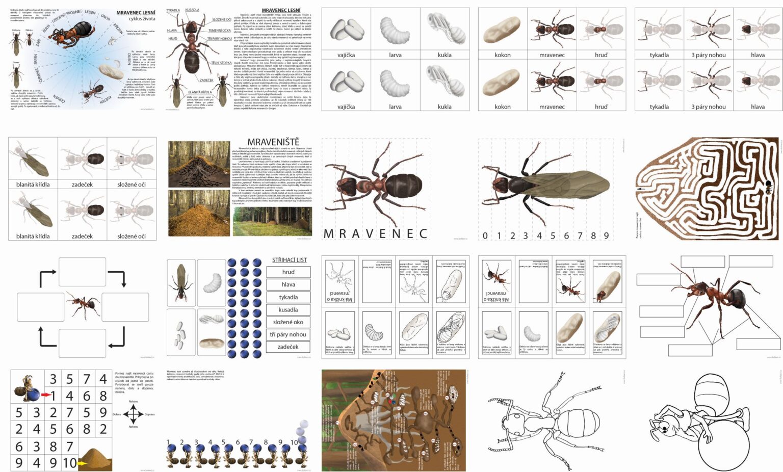 Mravenec lesní - Bobínci