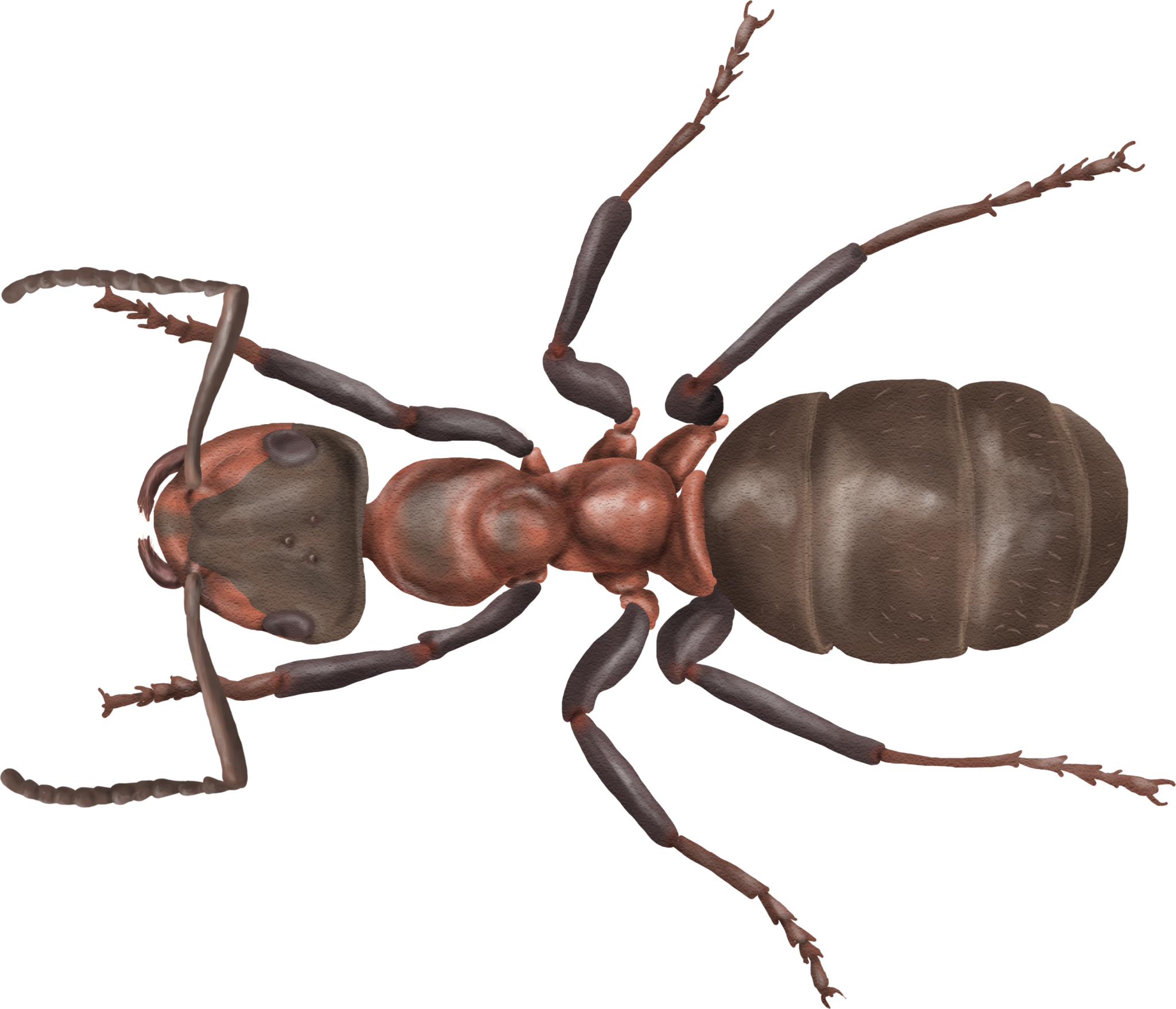 Mravenec lesní - Bobínci